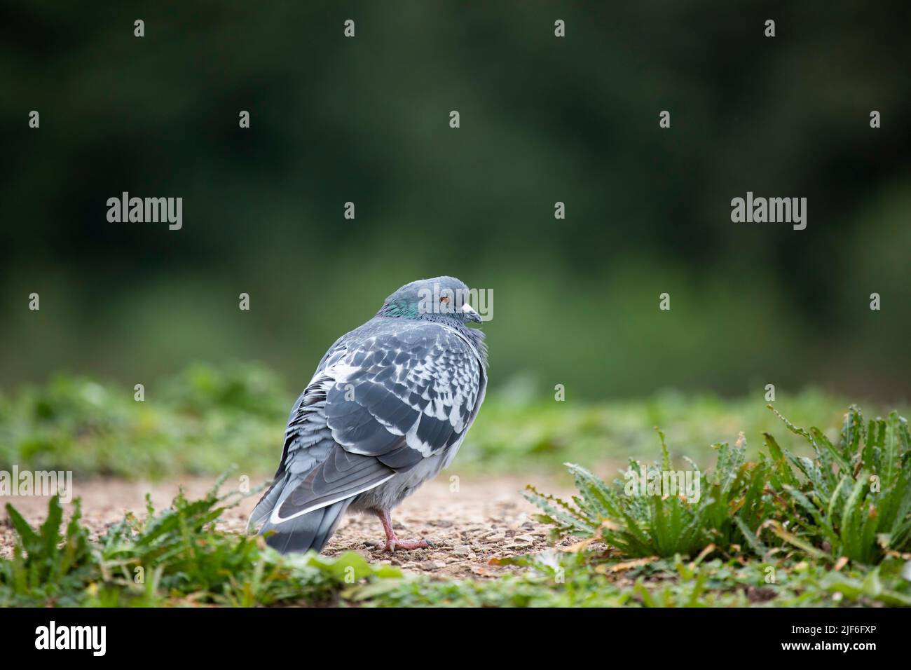 Feral pigeon (Columba livia domestica) isolated on the ground side view ...