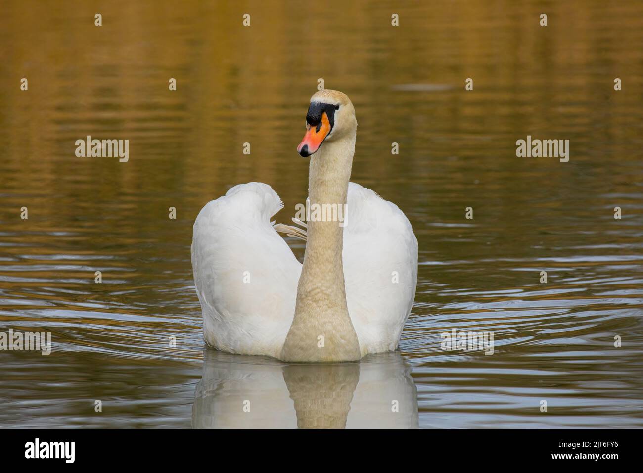 Male white swan hi-res stock photography and images - Alamy