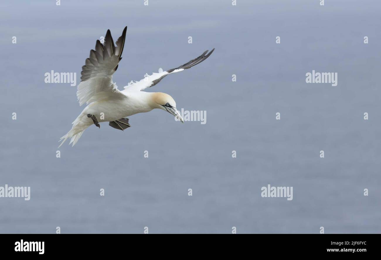 Northern gannet flying (Morus bassanus Stock Photo - Alamy