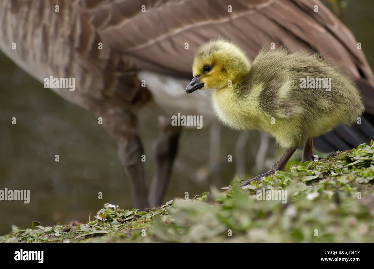 Female mother canadian goose hi-res stock photography and images - Alamy