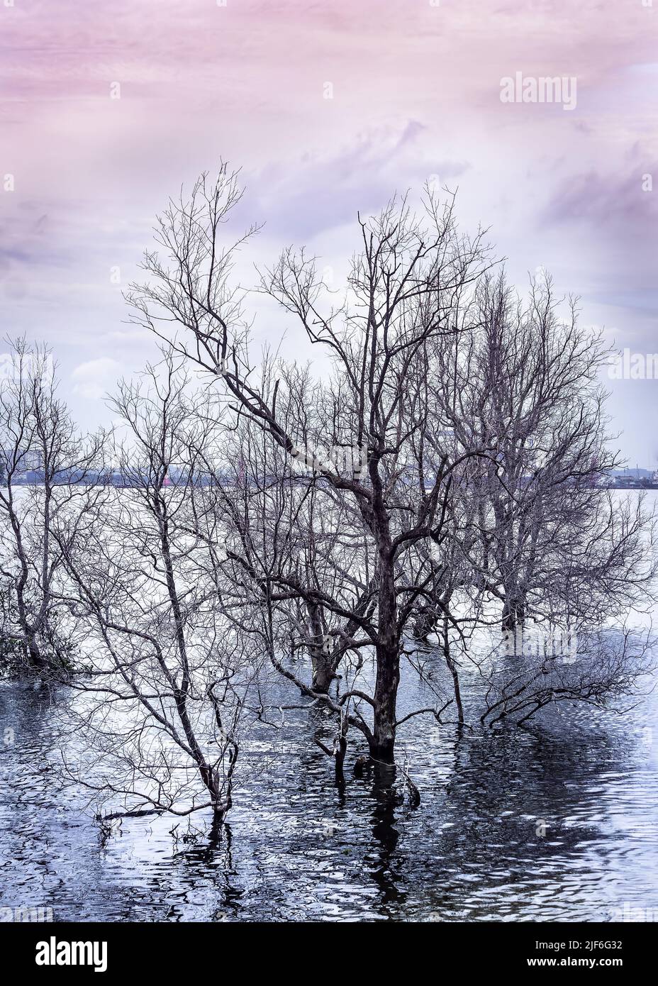 Beautiful trees by the sea near Seletar Fishing Village. Singapore's ...