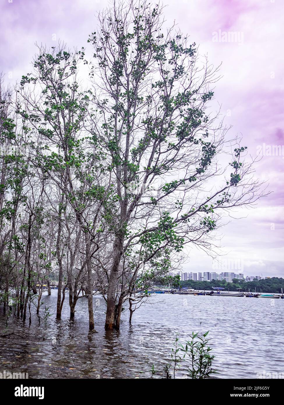 Beautiful trees by the sea near Seletar Fishing Village. Singapore's ...