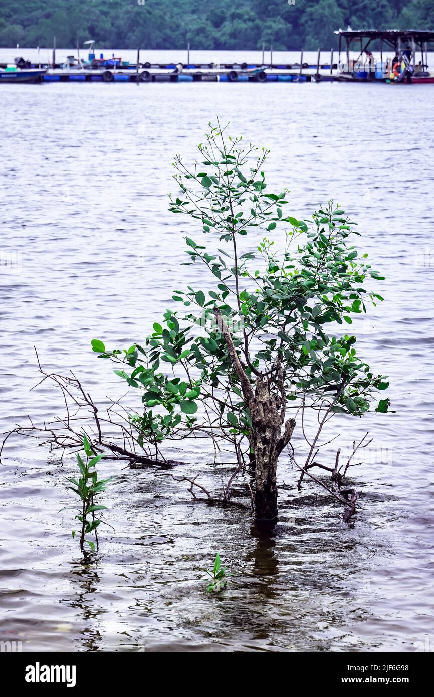 Beautiful trees by the sea near Seletar Fishing Village. Singapore's ...