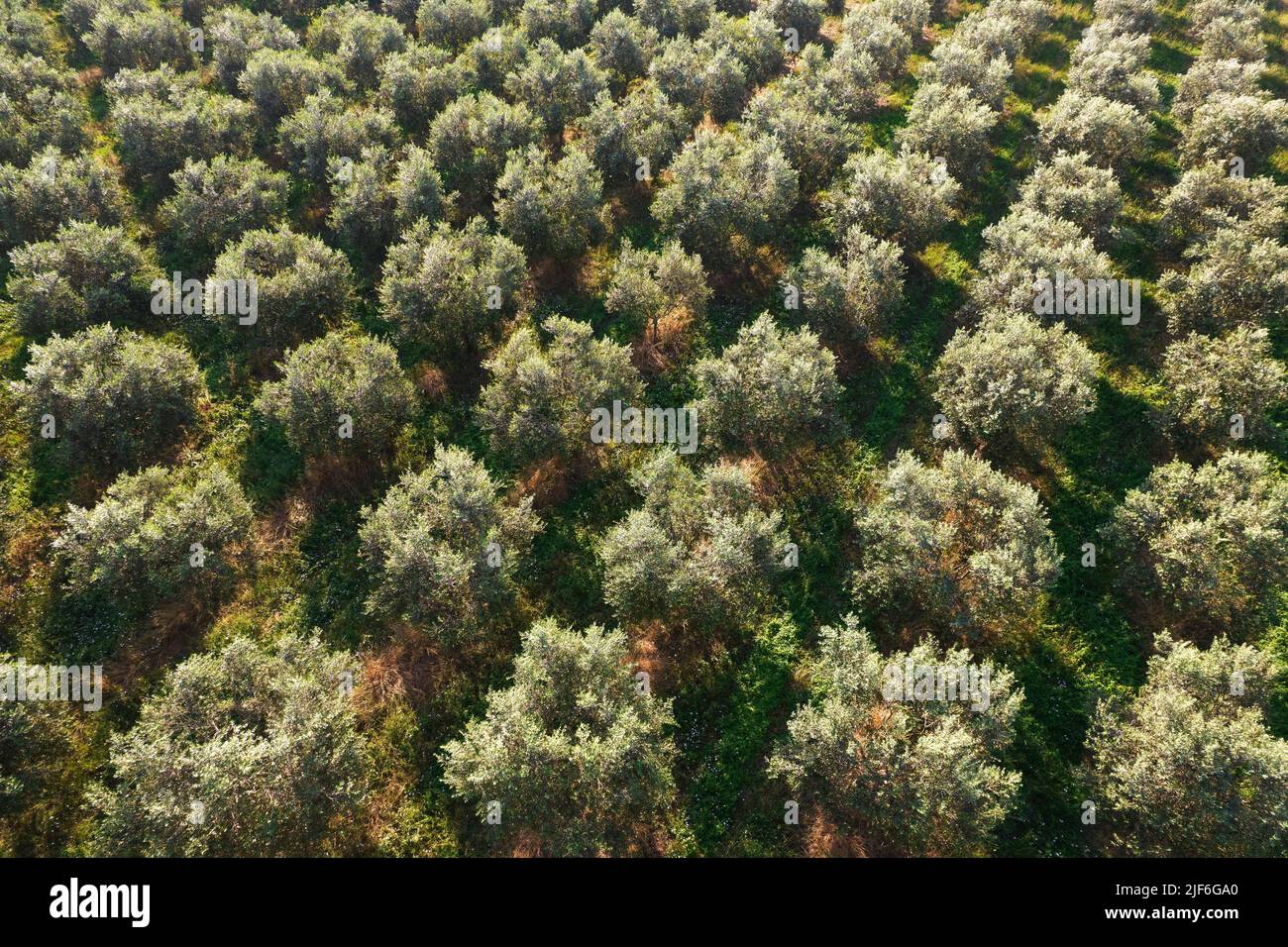 Land of olive trees hi-res stock photography and images - Alamy