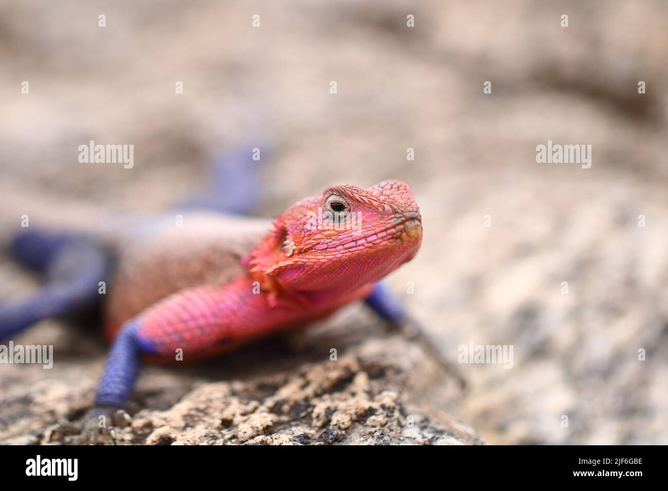 Wild lizard photographed in the outskirts of Serengeti National Park ...
