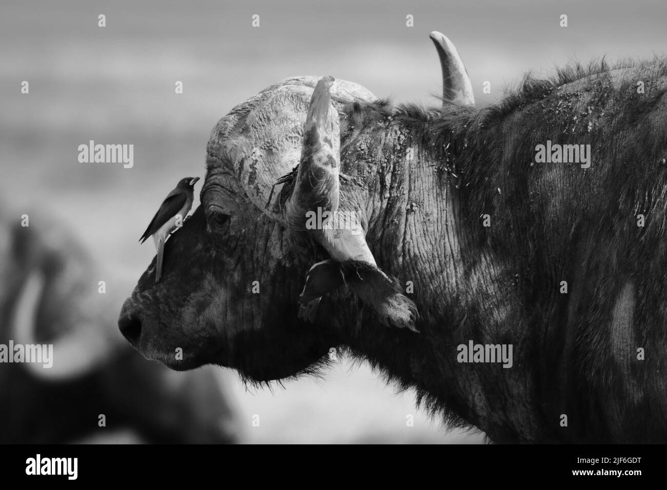 Parasited Black and White Stock Photos & Images - Alamy