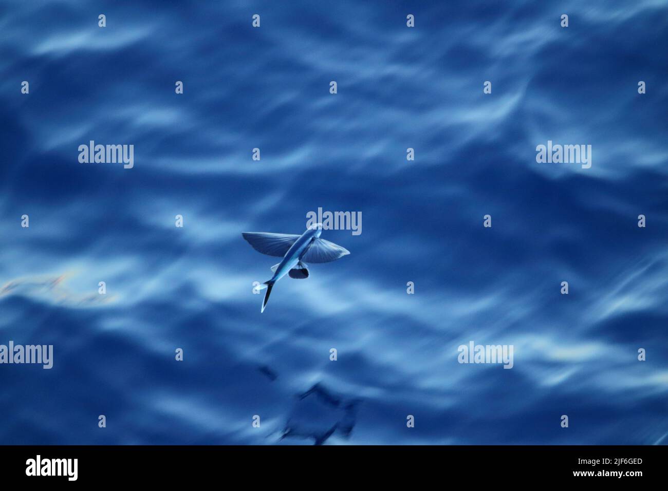 Flying fish jumping in front of a ship in the Indian Ocean Stock Photo ...