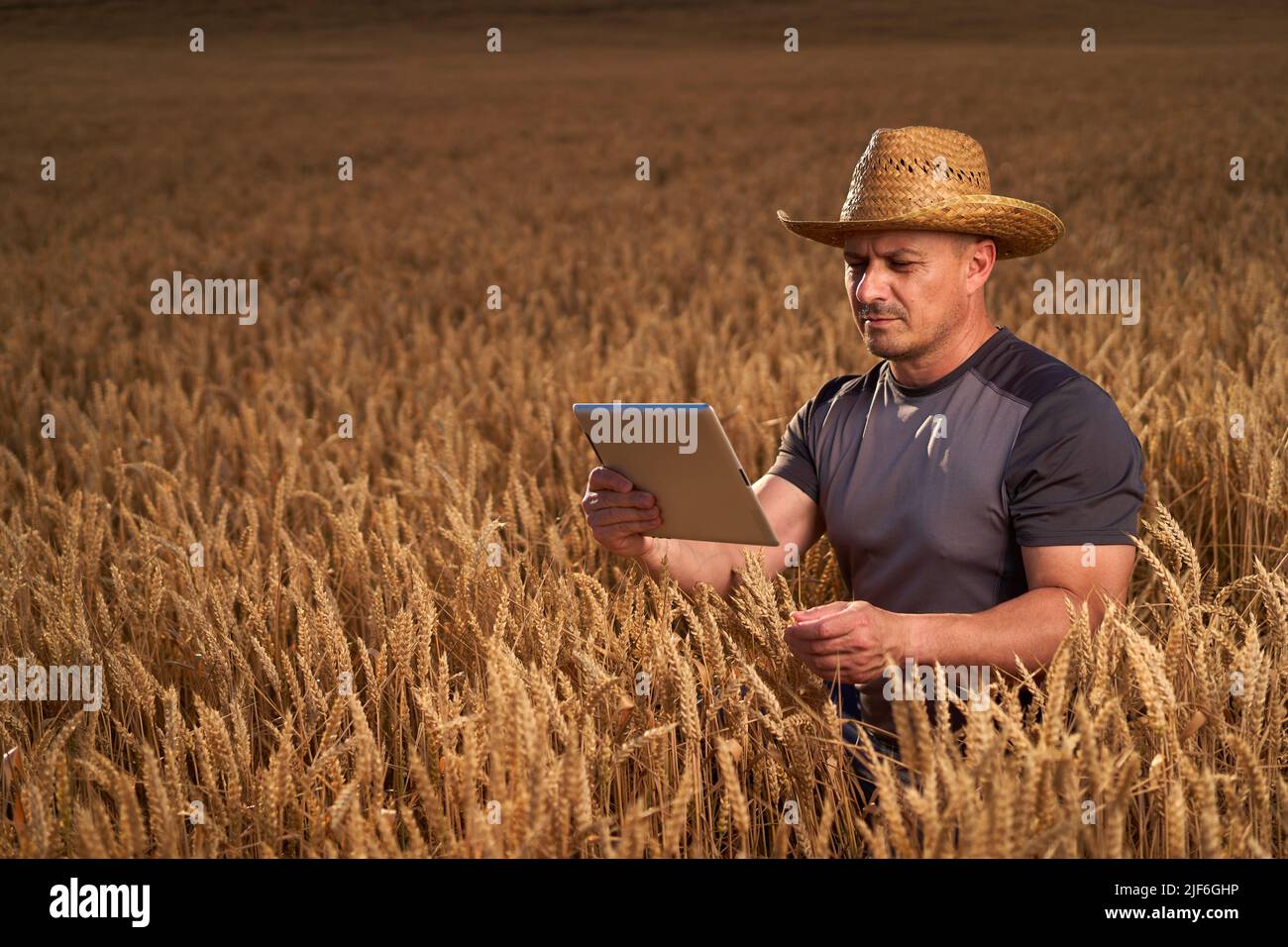 Farmer with a tablet checking the state of his wheat culture Stock Photo - Alamy