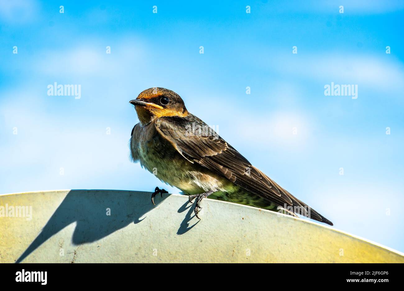Singapore national bird hi-res stock photography and images - Alamy