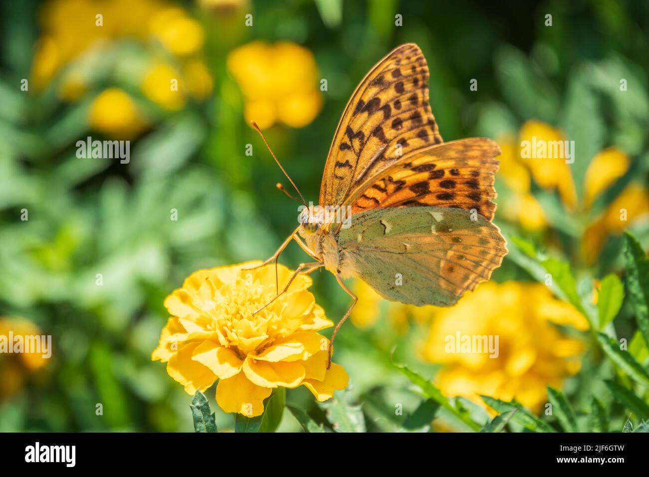 The dark green fritillary butterfly collects nectar on flower. Speyeria ...