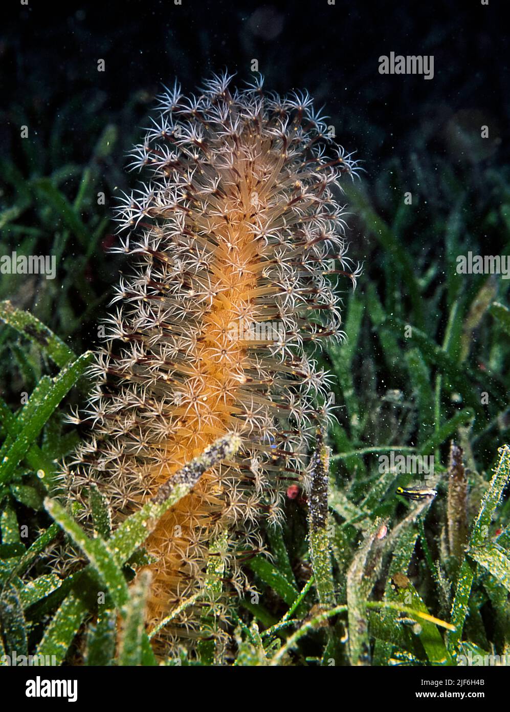 Tropical Sea Pen (Cavernularia sp.) growing in a sea grass bed in the ...