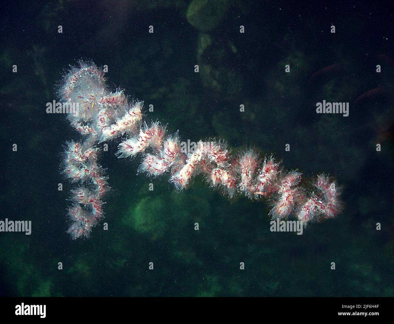 String Jellyfish, Apolemia uvaria. Photo from southern Norway (2003 ...