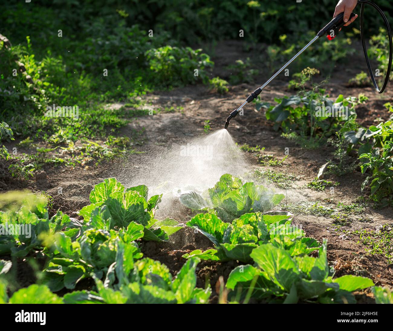 A poison sprayer with a telescopic tube sprays the spray onto the ...