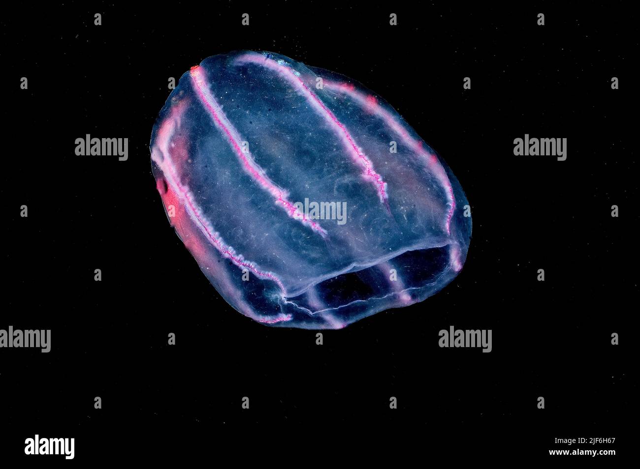 Cnidaria cubozoa sea goosberry beroe cucumis cilia jellyfish pel hi-res ...