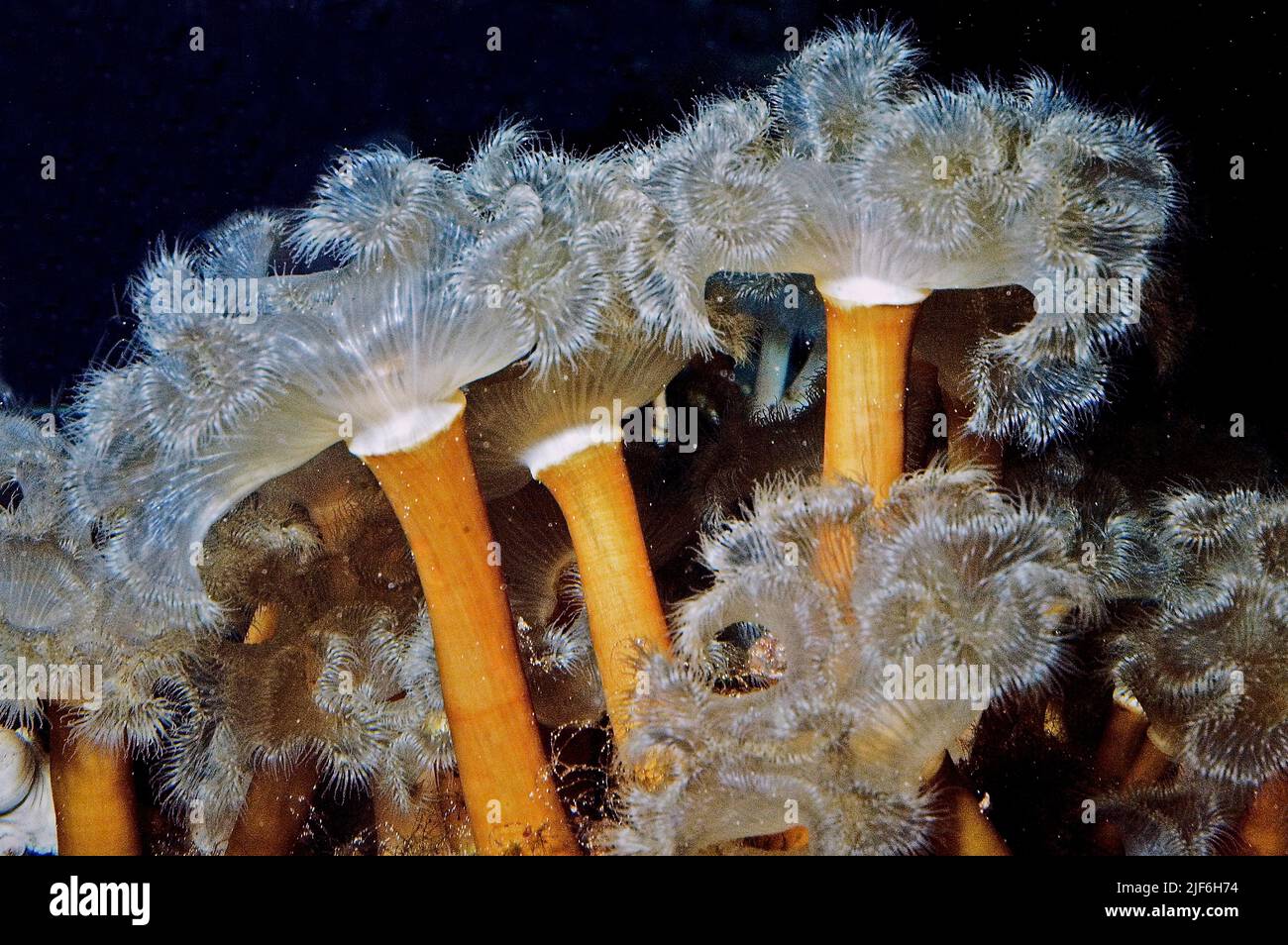 Metrididae hi-res stock photography and images - Alamy