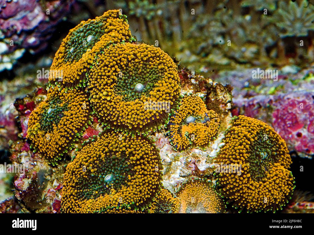 Ricordea florida hi-res stock photography and images - Alamy