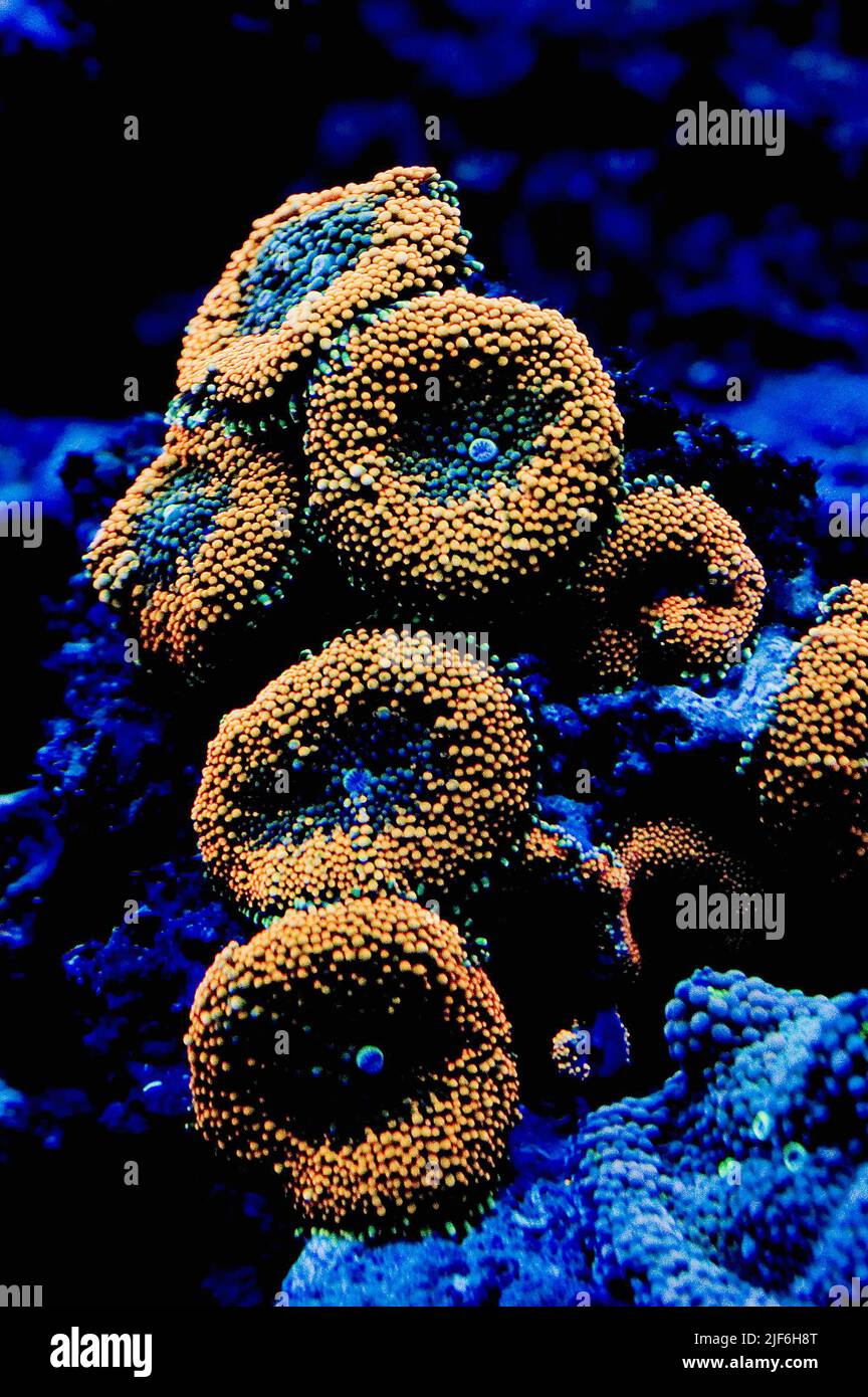 Ricordea florida from Western Atlantic shining i fluorescent light ...