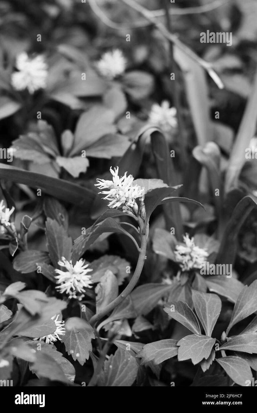 Beautiful plants and spring flowers growing in the flower garden in ...