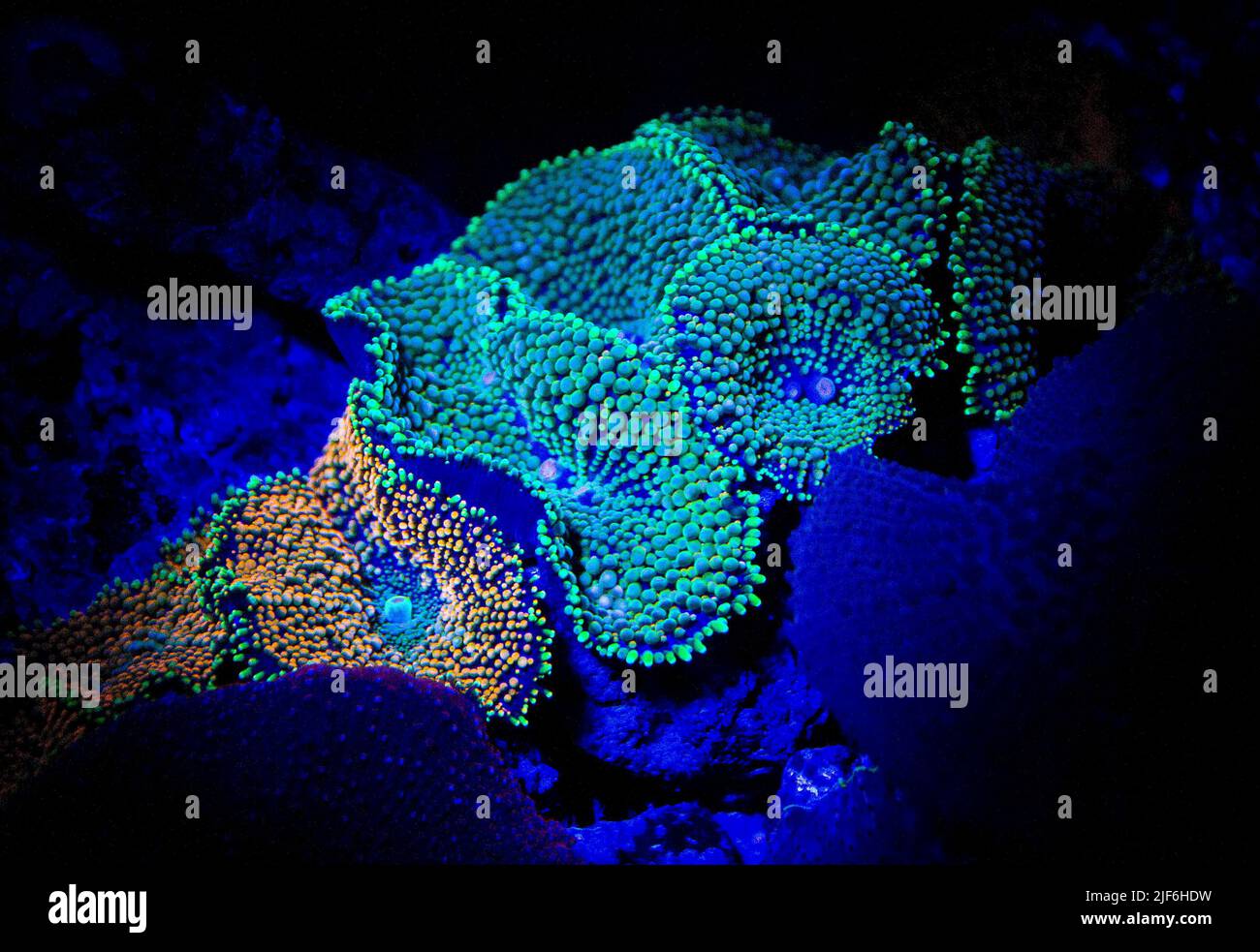 Fluorescent light caribbean hi-res stock photography and images - Alamy