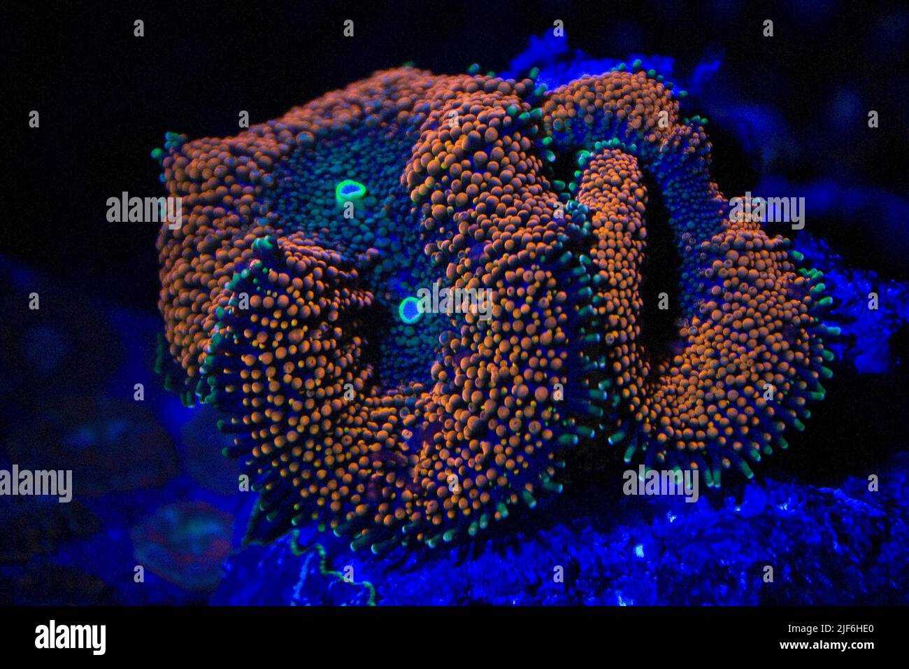 Fluorescent light caribbean hi-res stock photography and images - Alamy