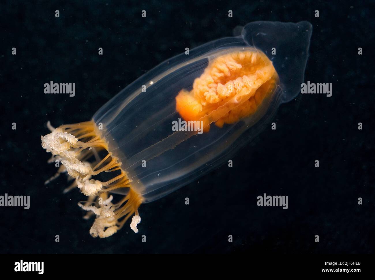 Hydroider hi-res stock photography and images - Alamy