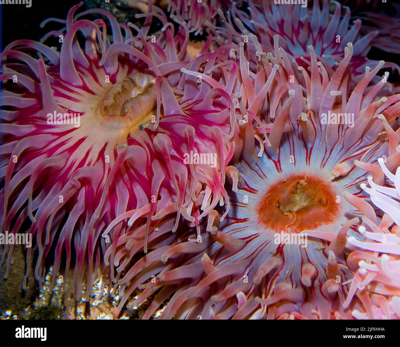 The magnificent anemones Utricina eques Stock Photo - Alamy