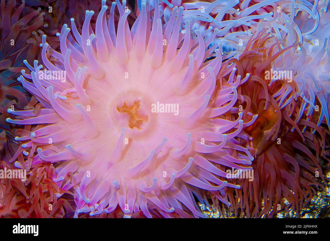 The magnificent anemones Utricina eques Stock Photo - Alamy