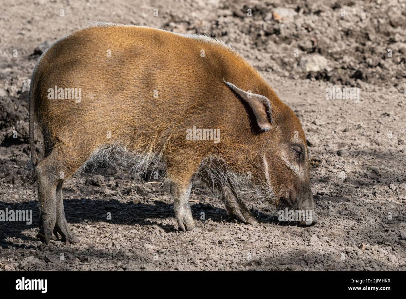 Red River Hog (Potamochoerus porcus) looking for food Stock Photo - Alamy