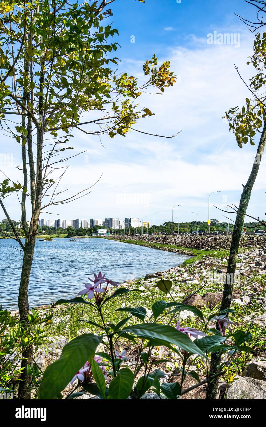A view of Seletar Dam from pavilion at Rower’s Bay Park. It features a ...