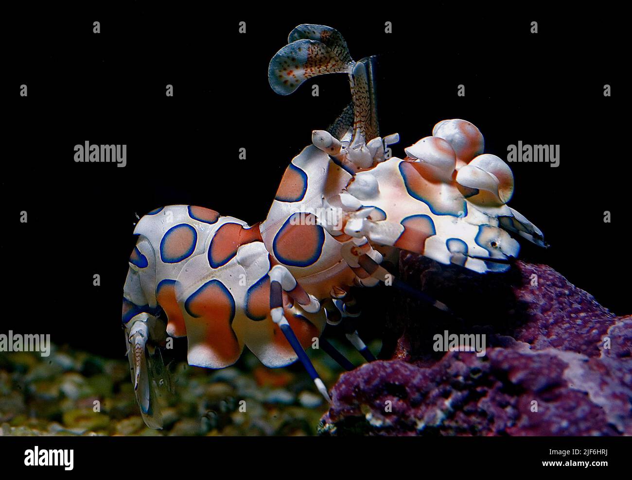 Harlequin shrimp, Hymenocera picta Stock Photo - Alamy