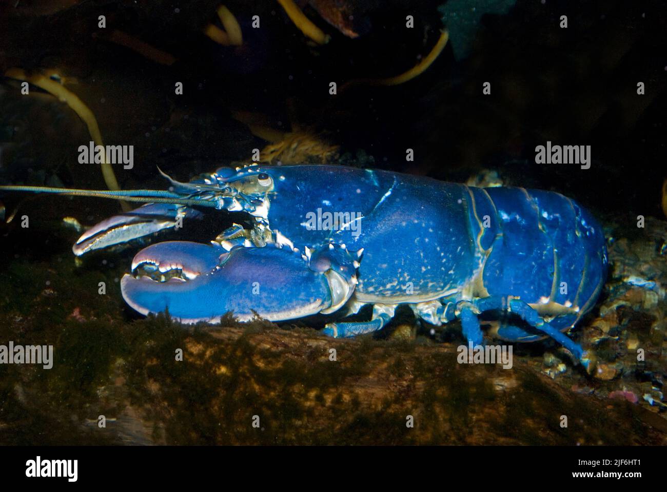 Norwegian Lobster (Hommarus gammarus), rare blue color morph Stock ...