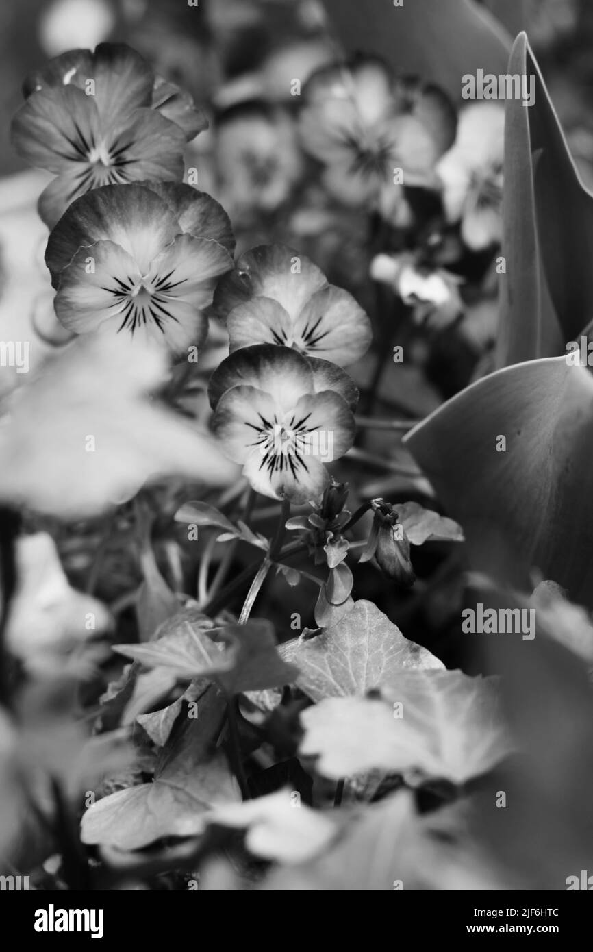 Beautiful plants and spring flowers growing in the flower garden in ...