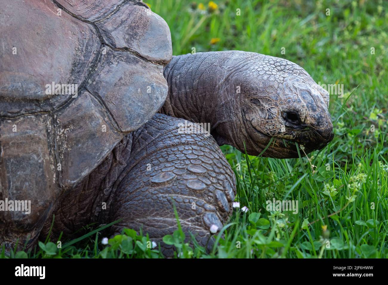 Aldabra giant tortoise, Aldabrachelys gigantea Stock Photo - Alamy
