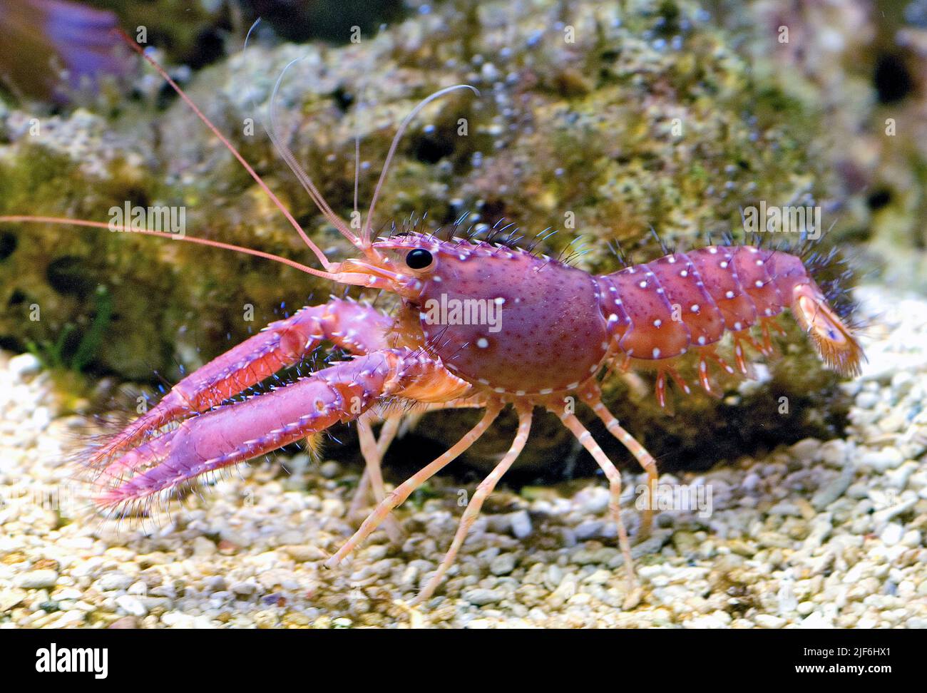Hawaiian reef lobtser (Enoplometopus occidentalis Stock Photo - Alamy