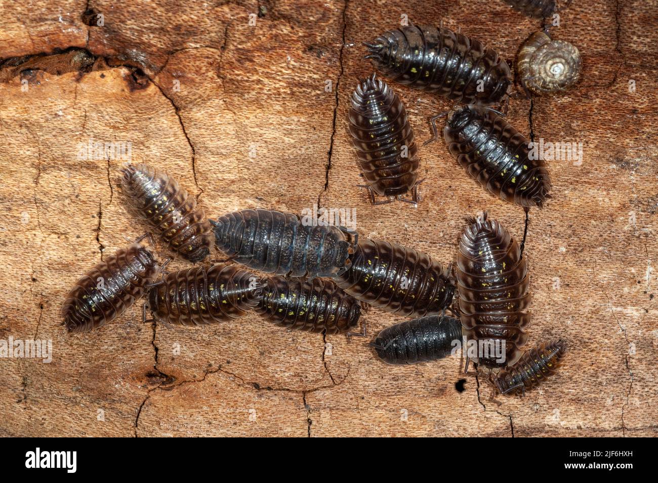Common woodlouse (Oniscus asellus) from south-western Norway Stock ...