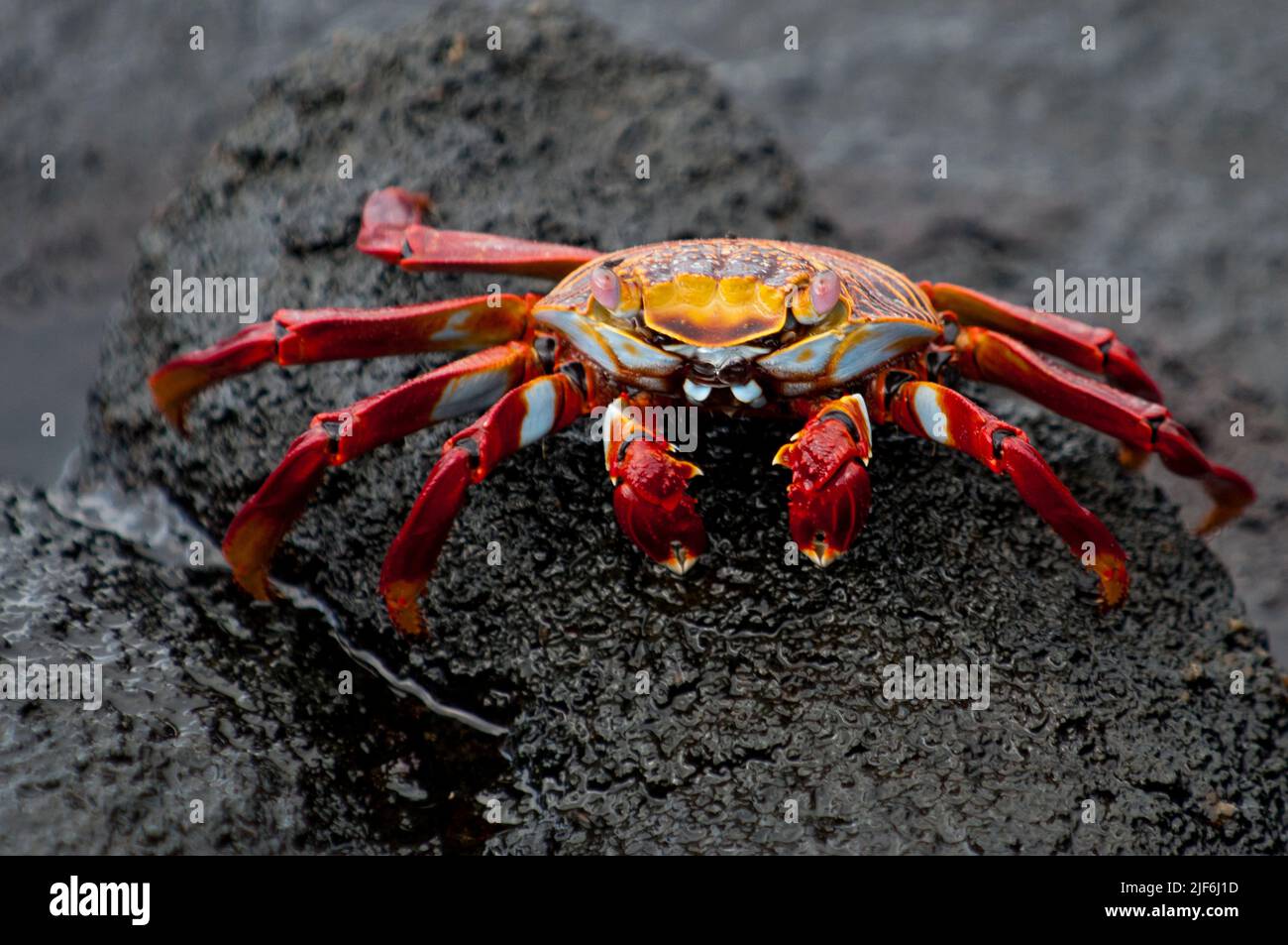 Punta espinoz rod klippekrabbe hi-res stock photography and images - Alamy