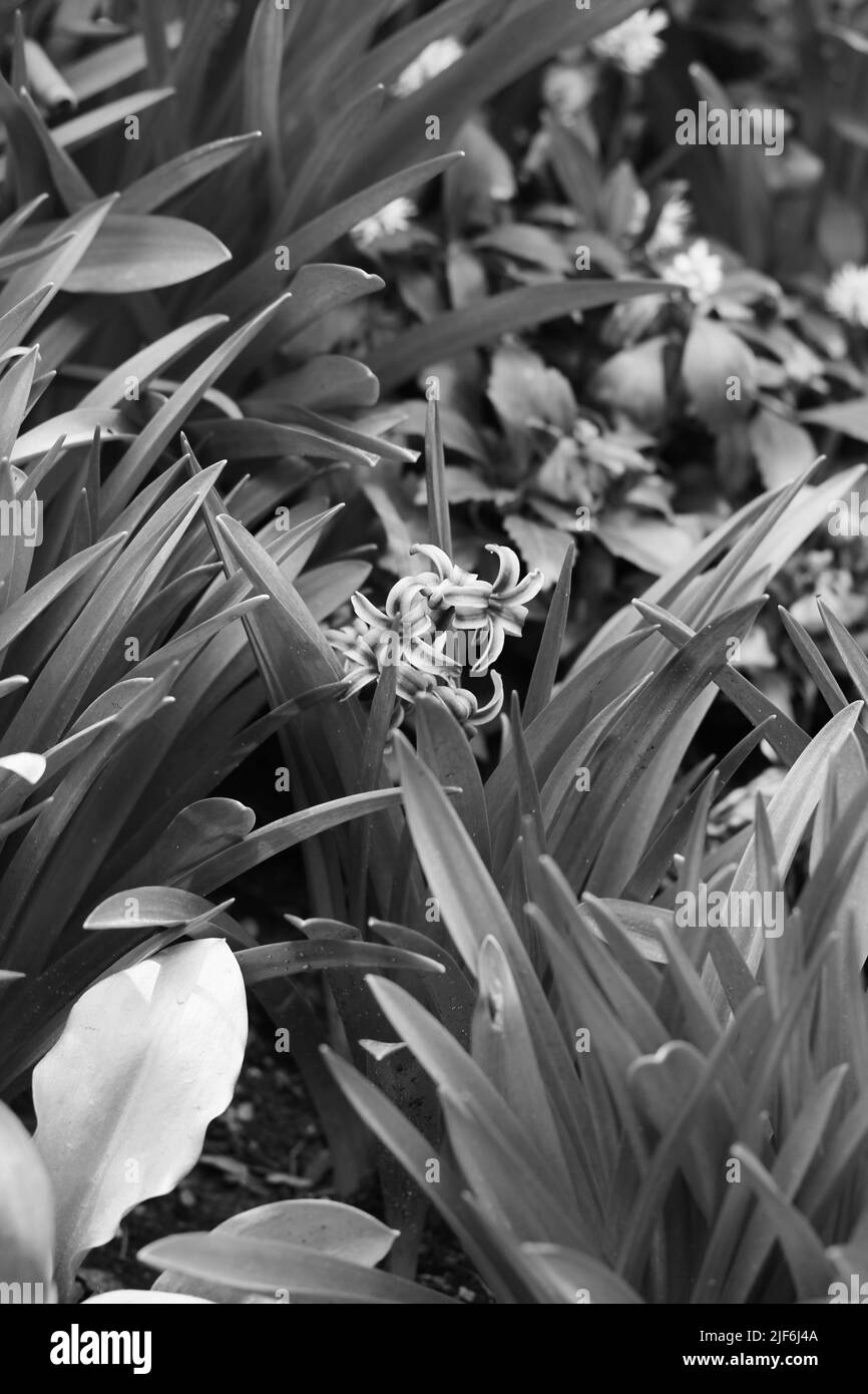 Beautiful plants and spring flowers growing in the flower garden in ...