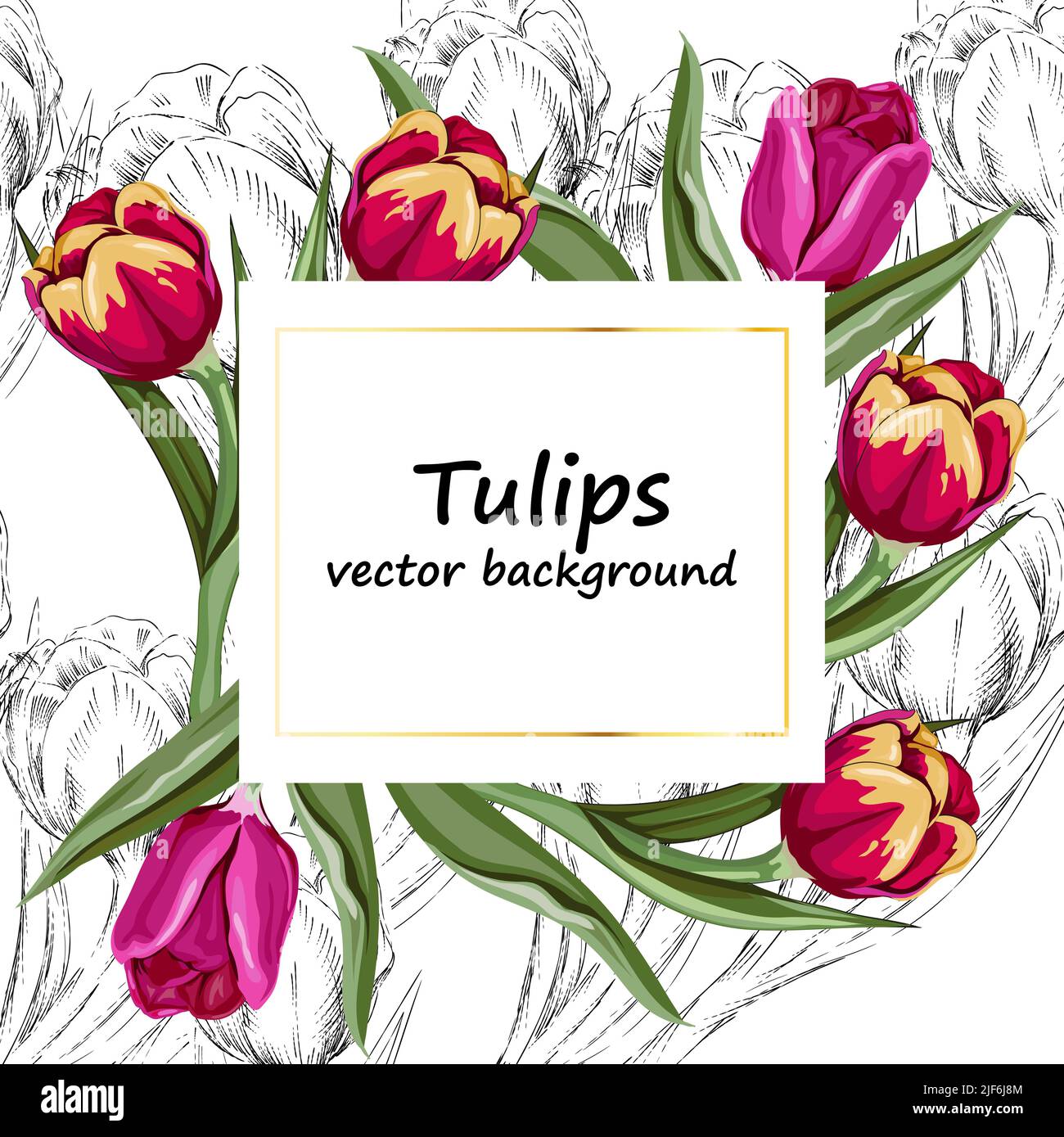 Tulips flowers banner or card layout with hand drawing of blooming ...
