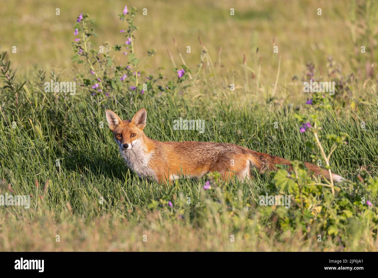 The red fox, Vulpes vulpes wandering in the meadow Stock Photo - Alamy