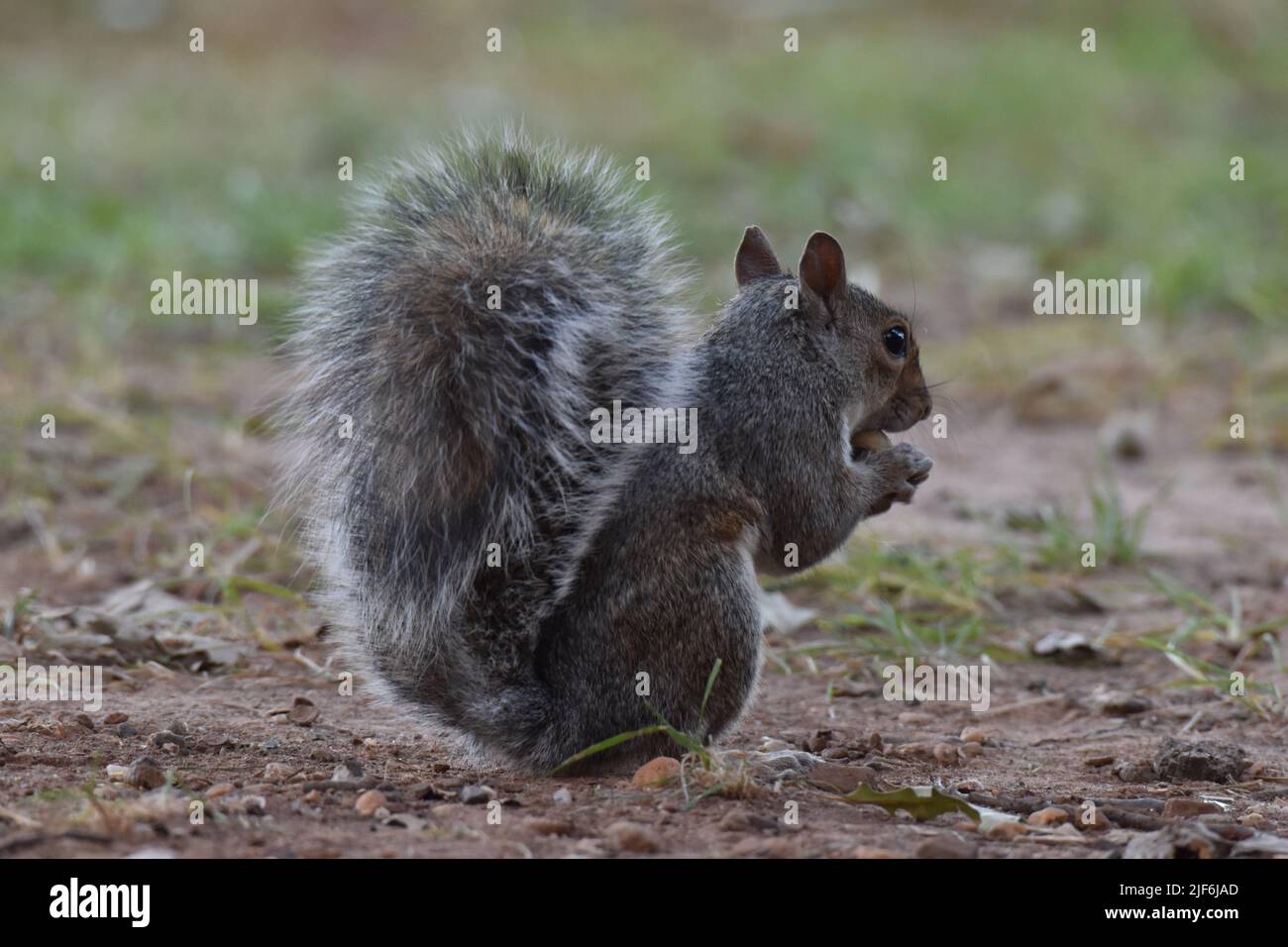 A closeup of the eastern gray squirrel in the park. Sciurus ...