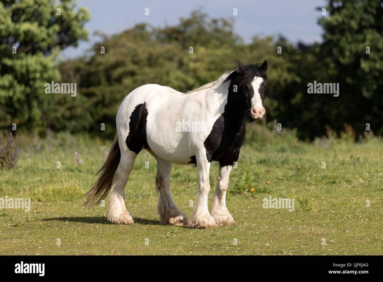 The bicolor English horse in the meadow in Slough Stock Photo - Alamy