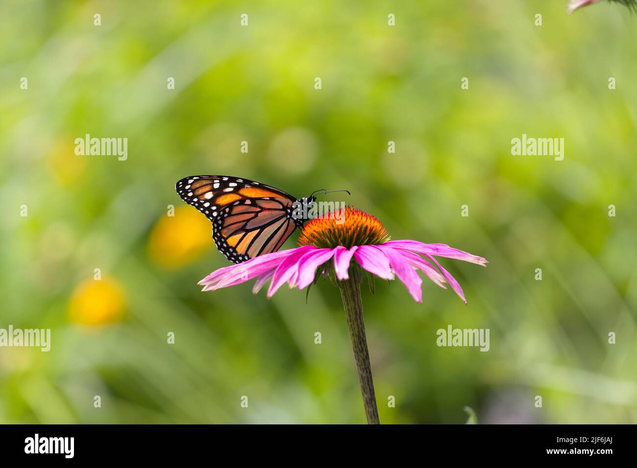 A closeup of the Monarch butterfly feeding on nectar from a coneflower ...