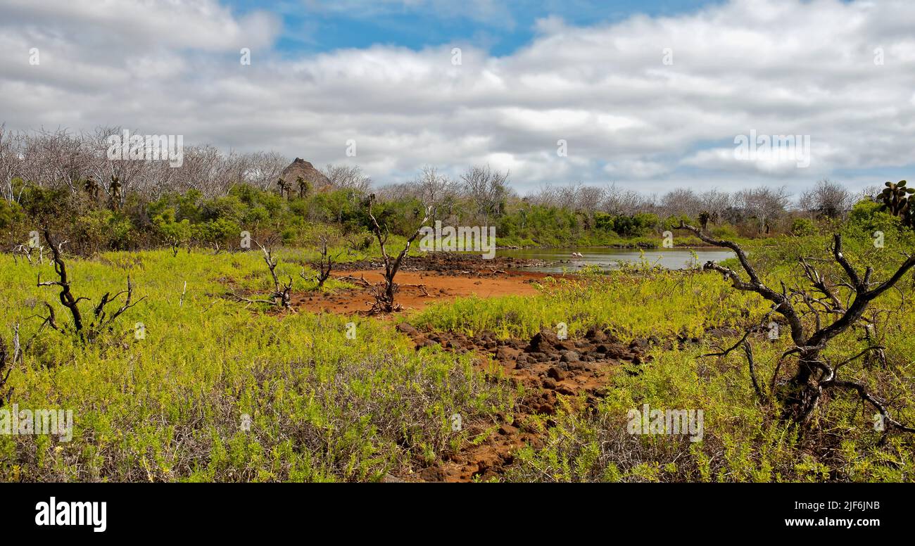 Brackish lakes and vegetation at Dragon Hill, Santa Cruz, Galapagos ...