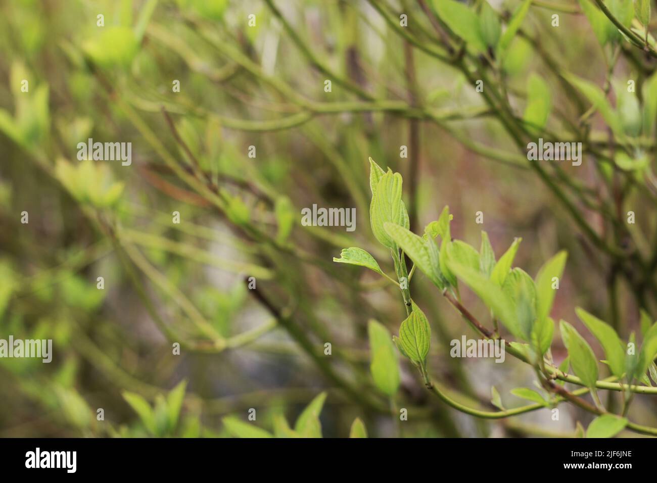 Beautiful plants and leafy bushes growing in the flower garden Stock ...