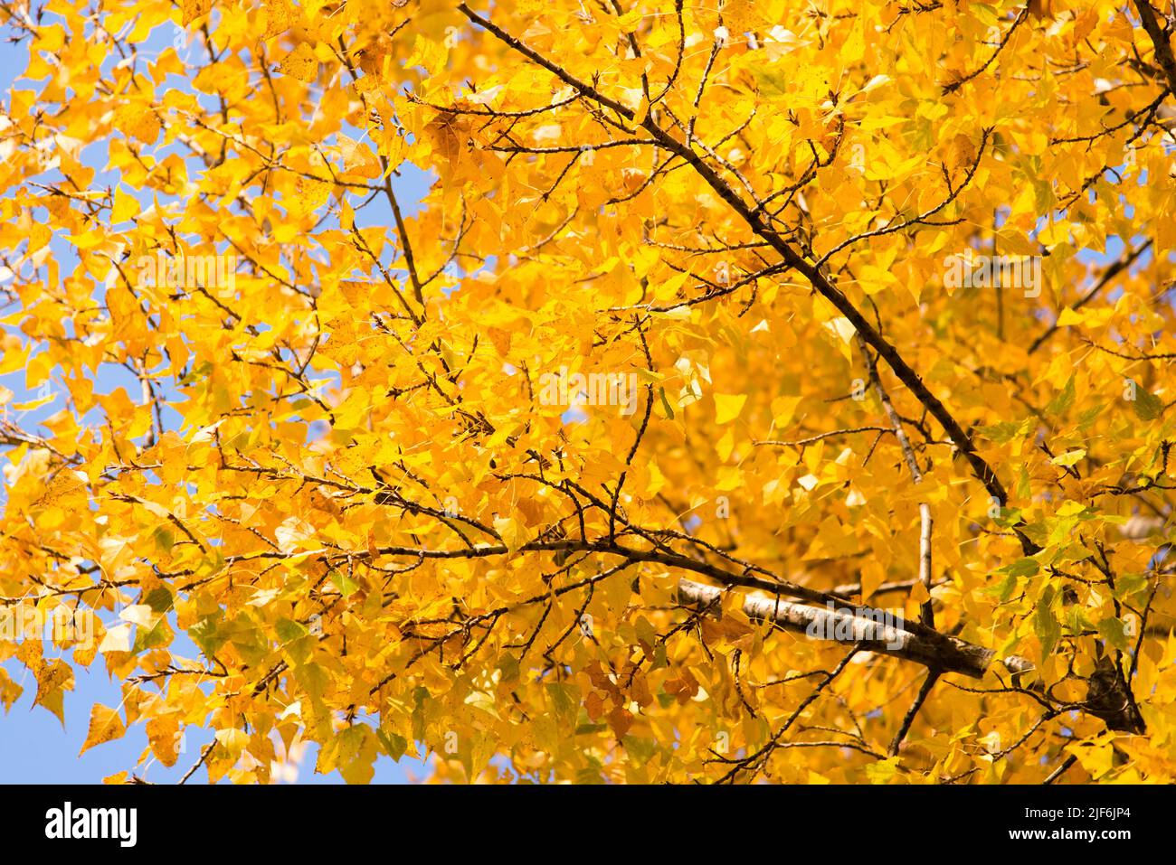 Beautiful autumn landscape with yellow trees and sun. Falling leaves ...