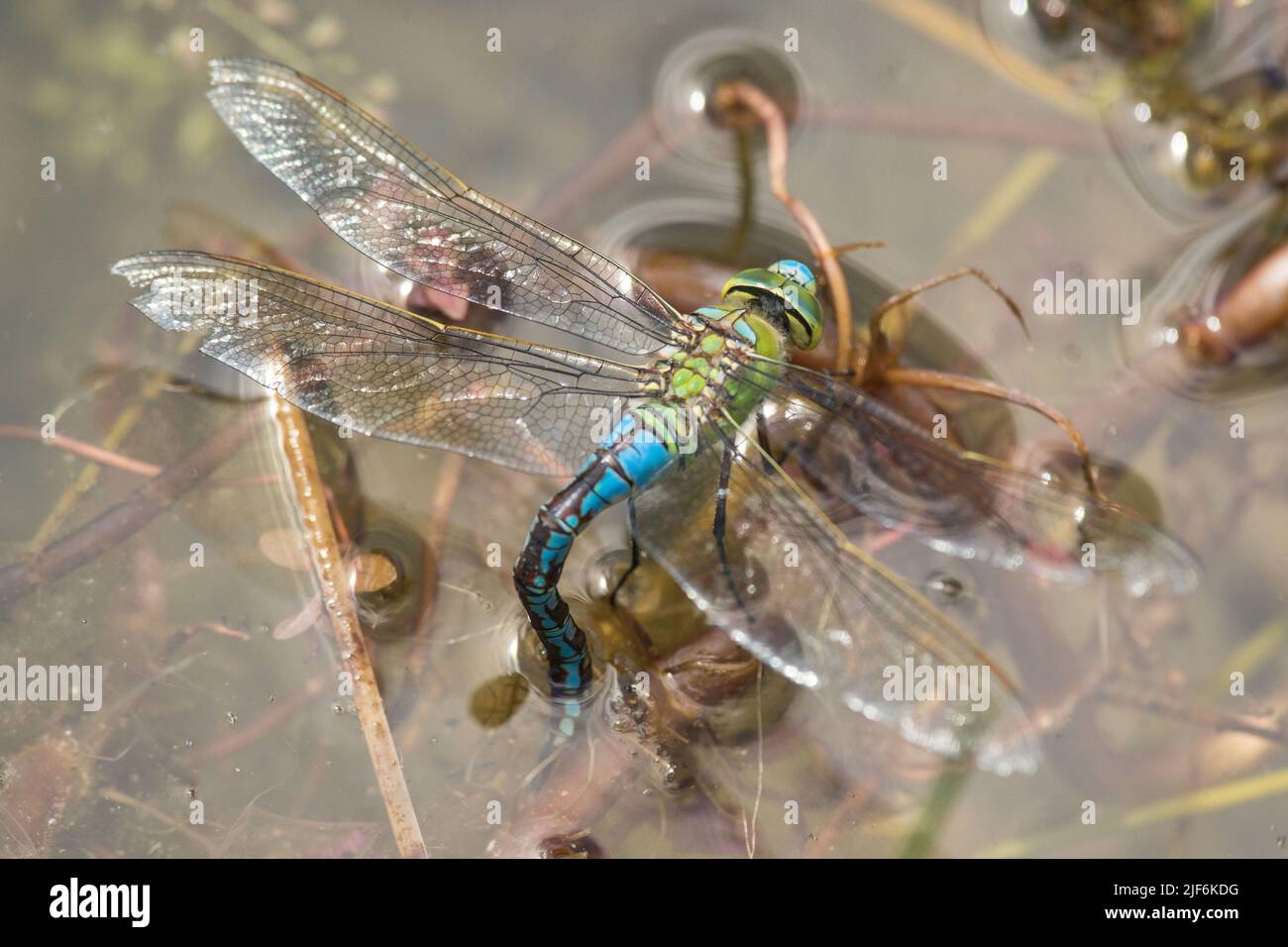 Female Emperor Dragonfly (Anax imperator) ovipositing in pond ...