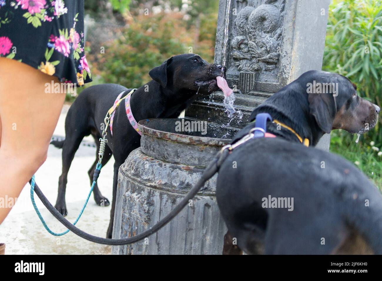 Black Labrador Retriever dogs on leashes licking water from drinking ...