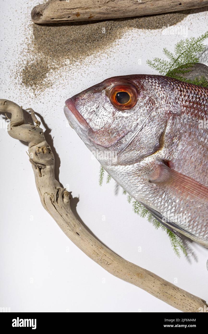 Top view of raw common seabream fish placed on stones and fern near ...