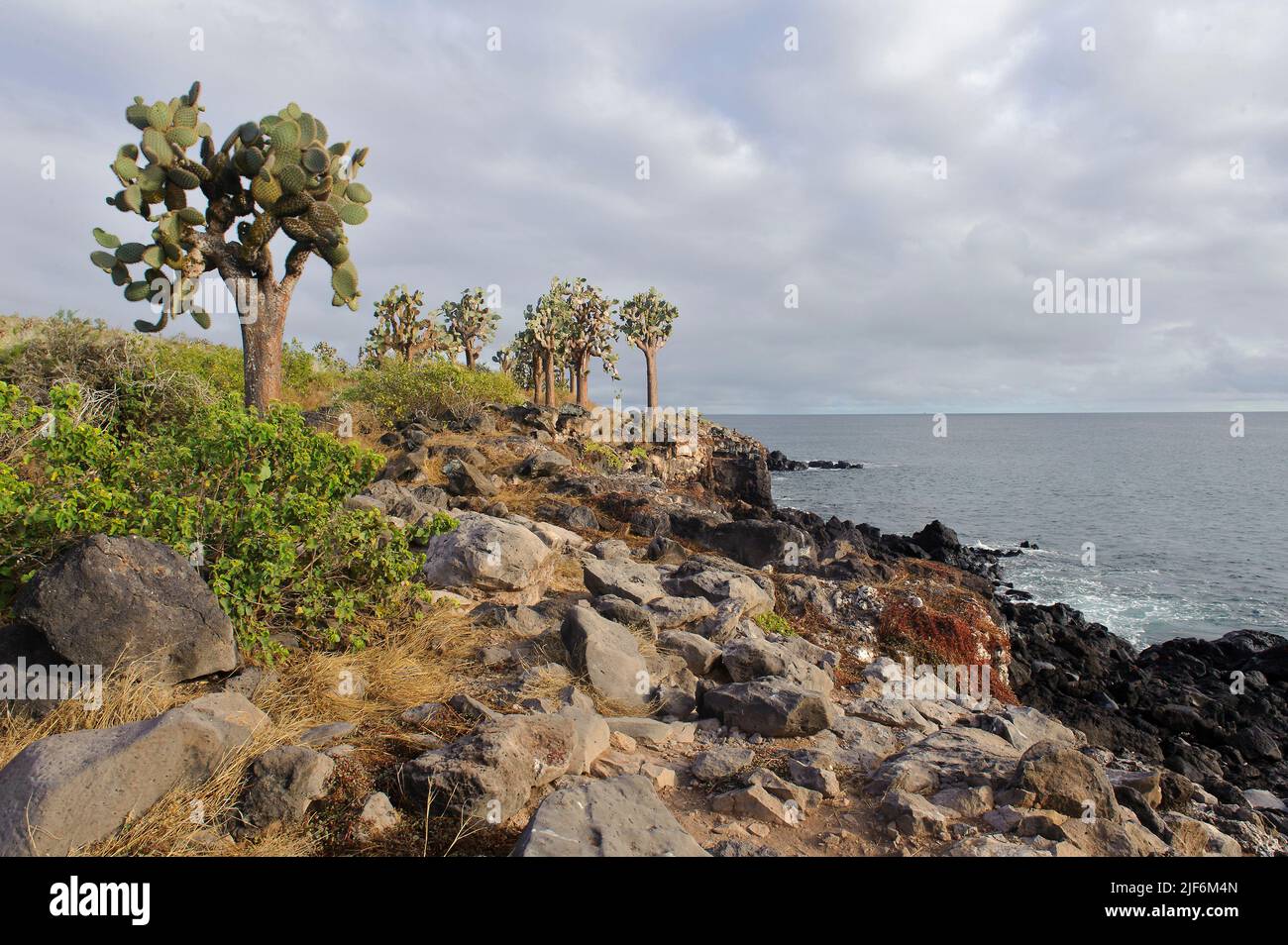 The shore of the island of Santa Fe, Galapagos, with giant Opuntia ...