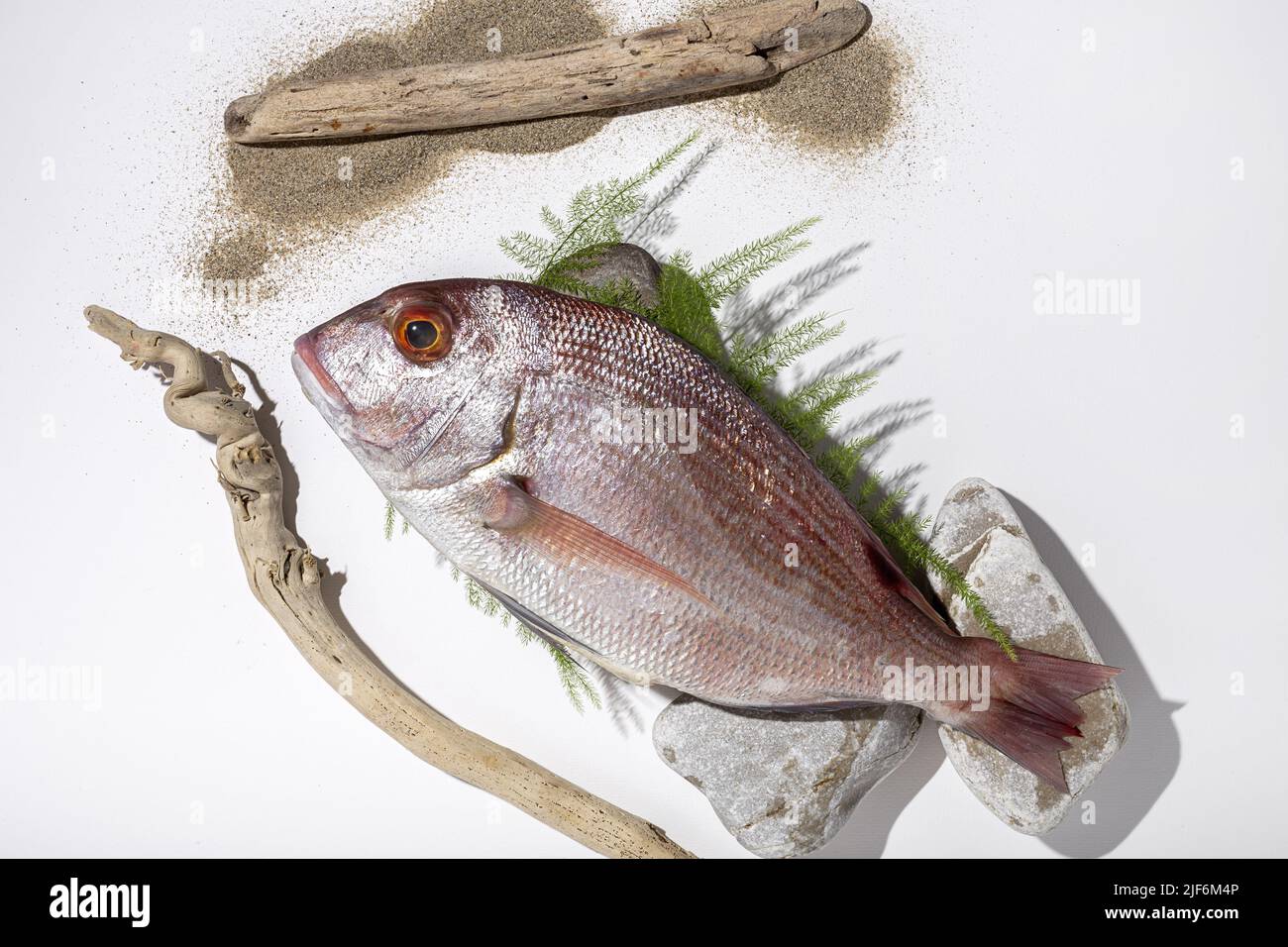 Top view of raw common seabream fish placed on stones and fern near ...